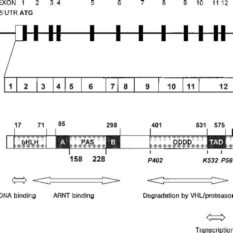 Structures Of The Hif1a Gene And Hif 1a Protein The Hif1a Gene Is Download Scientific Diagram