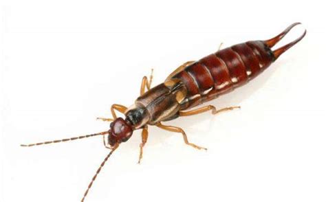 Earwigs Insect Facts Adams™