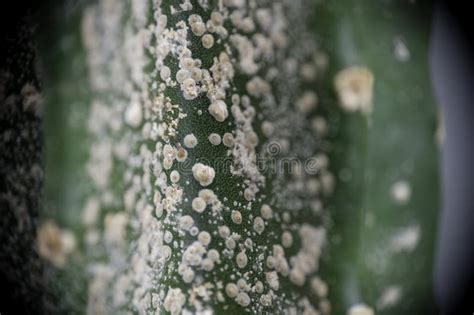 Selective Focus Close Up Of Aspidiotus Destructor Or Kutu Balok On