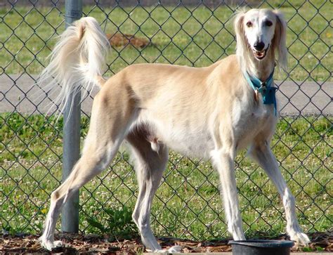 Saluki All Big Dog Breeds