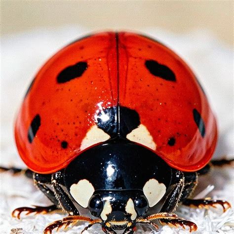 Free Vibrant Ladybug Macro Photo Ladybug Beetle Insect Download