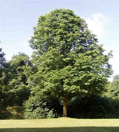 Chestnut Tree Pictures Facts On Chestnut Trees