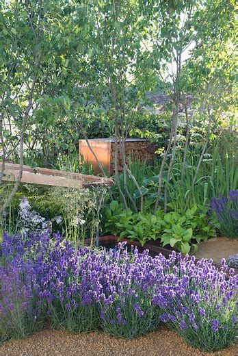 How To Plant A Lavender Hedge Gardeningetc