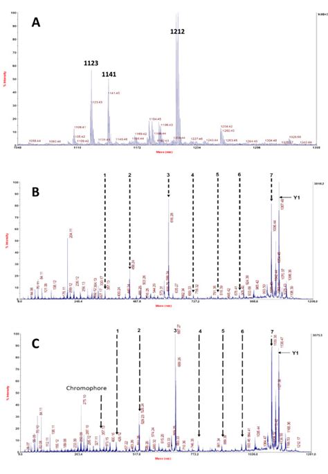 Mass Spectral Analysis Of Pyoverdine Purified From P Syringae 1448a Download Scientific