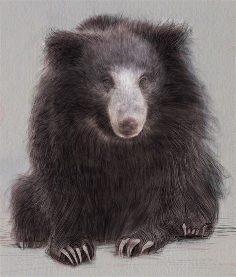 Sloth Bear On Behance