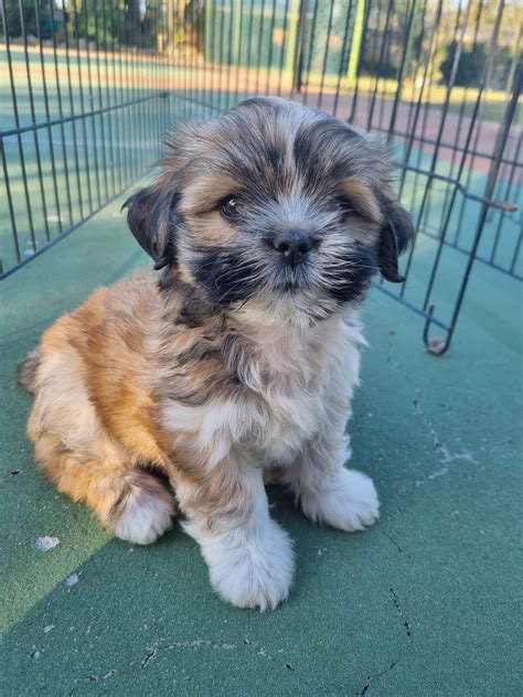 Purebred Lhasa Apso Grafton Petsforhomes