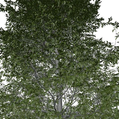 Shingle Oak Tree 03 3d Model By Antoniokowatsch