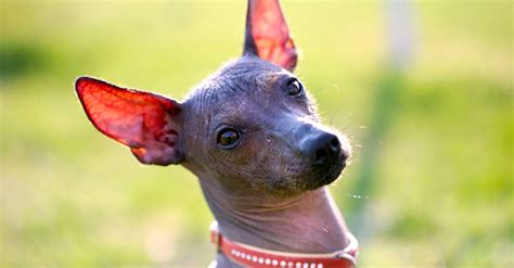 Xolo Dog Breed Xoloitzcuintli Dog Breed Guide