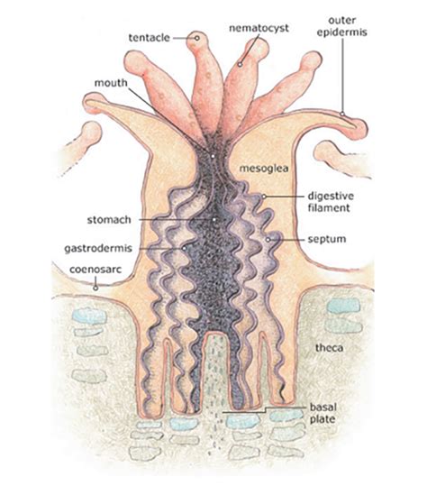 Anatomy Of A Coral Polyp Noaa Boulder