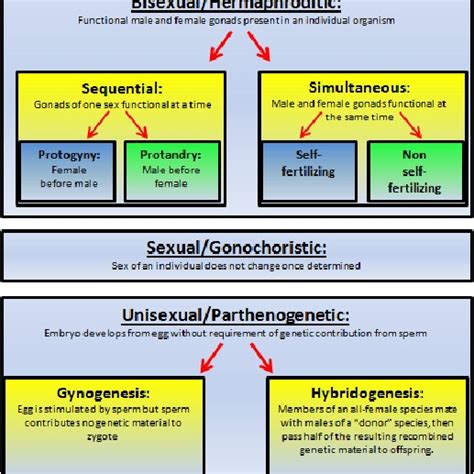 Pdf Evolutionary Perspectives On Sex Steroids In The Vertebrates