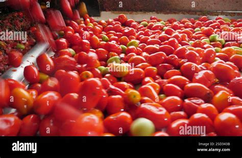 Many Ripe Tomatoes Falling On A Conveyor Stripe In A Tomato Processing Plant Stock Video Footage