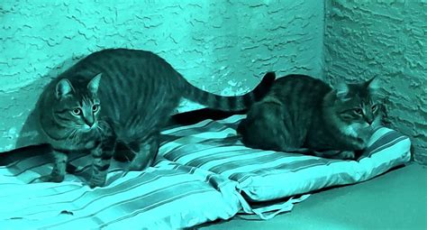 Had The Leds On Color Cycle Revealing These Alien Kitties Scrolller