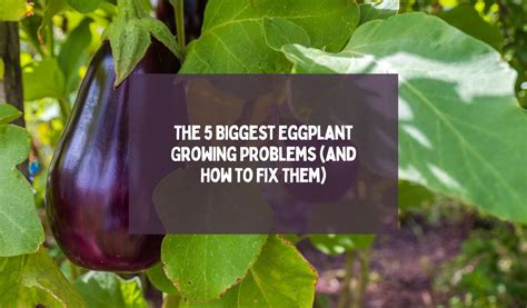 Top 5 Eggplant Growing Problems And How To Fix Them Happiness Aubergine