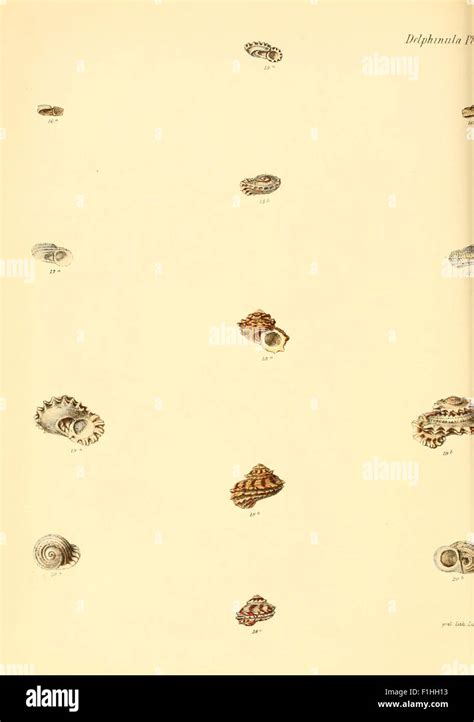 This Work Provides Detailed Illustrations And Descriptions Of Molluscan