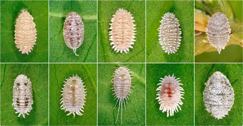 How To Identify And Control Mealybugs Improve My Home 24