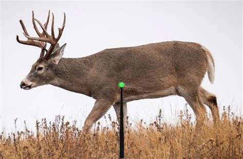 Where To Shoot A Deer With Gun Or Bow Field And Stream
