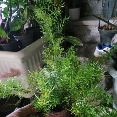 خرید و قیمت گل شویدی از غرفه گلخانه باغ بهشت