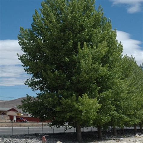 Poplar Norway Siouxlandpopulus Deltoides Schumachers Nursery