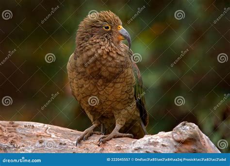 Kea Parrot Nestor Notabilis Green Bird In The Nature Habitat