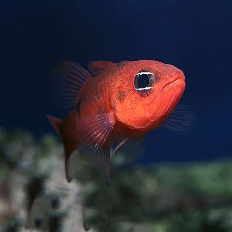 Two Spot Cardinalfish Fast Delivery Abyss Aquatics Uk