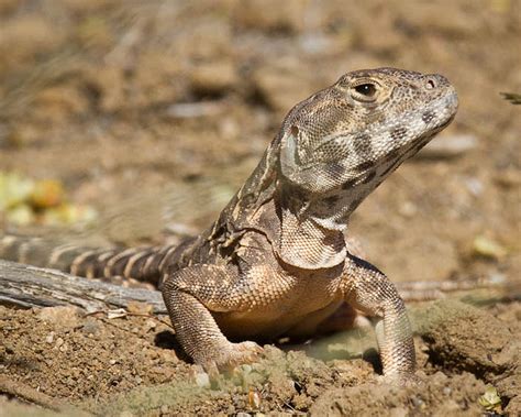 Blunt Nosed Leopard Lizard Facts And Pictures