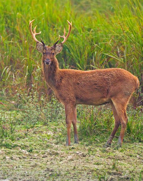 Barasingha Deer Mount