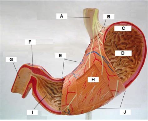 Lab Final 2 Diagram Quizlet