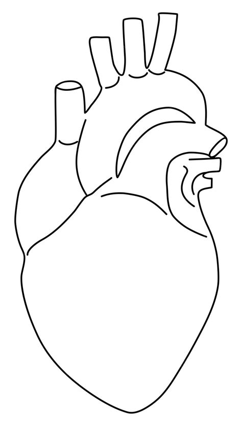 Human Heart Minimal Drawing Anatomical Heart Drawing Premium Vector