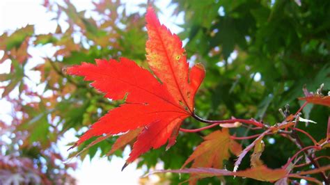 Thanksgiving Autumn Leaves Wallpapers Wallpaper Cave