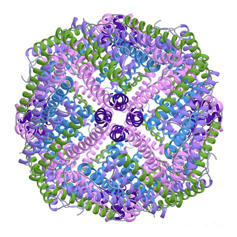 Ferritin Iron Storage Protein Molecule By Greg Williams Science Photo Library