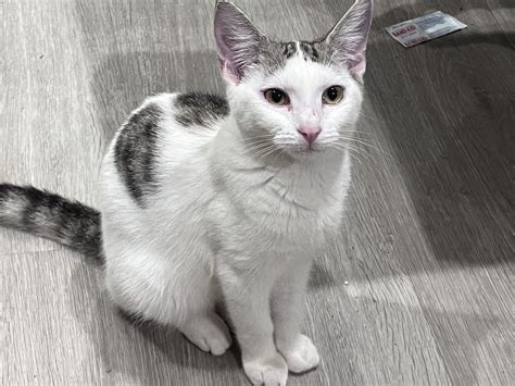 Dobby Chris Cat Rescue Hornsby