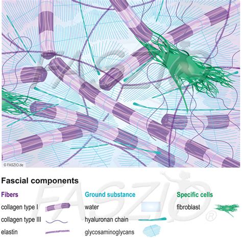 Fascia Illustrations