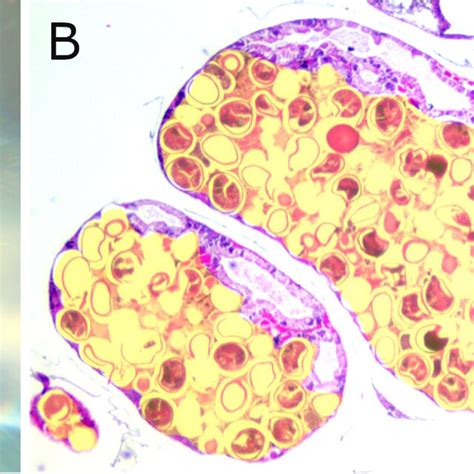 A The Intertidal Snail Host Heleobia Australis From The Bahía Blanca