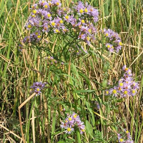 Strand Aster Tripolium Pannonicum