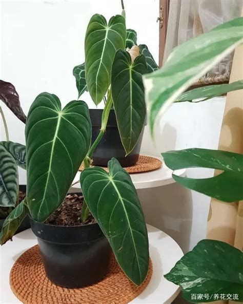 蔓绿绒品种大全，这观叶植物这么好养，总有一种适合你百科ta说