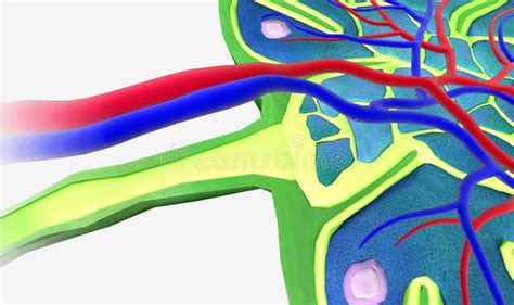 The Lymph Node Cross Section Stock Illustration Illustration Of Care