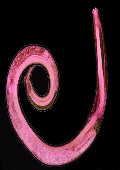 Physaloptera Squama Parasite Buymicroart