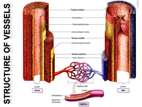 Artery And Veins Capillaries Arteriole And Venules Systemic