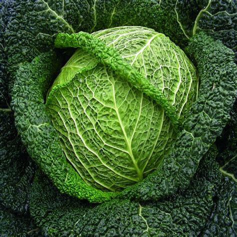 Kāposti Savojas Stādu Komplekts 6 Gab Zaļumnīca