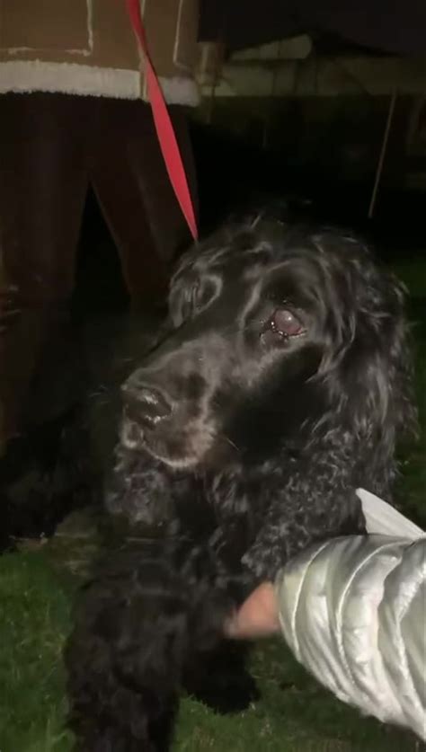 Urgente‼️ Amigos Esta Perrita Cocker Negra Fue Encontrada Corriendo Por La Av Eloy Alfaro Por