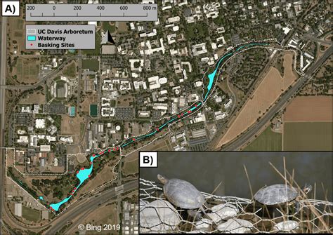 The Uc Davis Arboretum Waterway Turtle Basking Sites And Basking