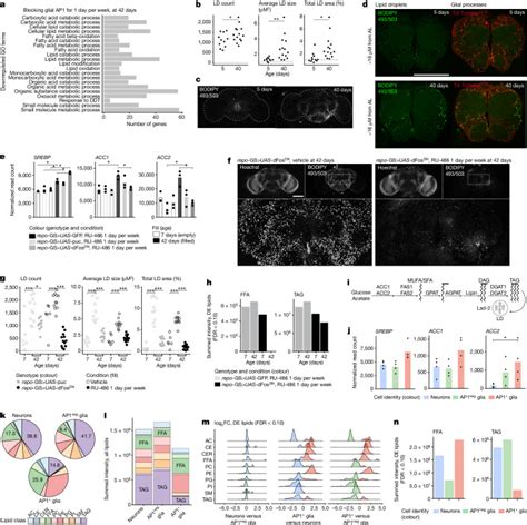Senescent Glia Link Mitochondrial Dysfunction And Lipid Accumulation Pmc