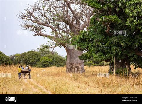Massive Baobab Trees In The Dry Arid Savannah Of South West Senegal