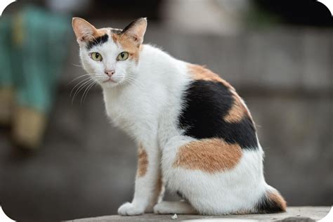 Japanese Bobtail Breeders Ontario Kurilian Bobtail Longhair Tica