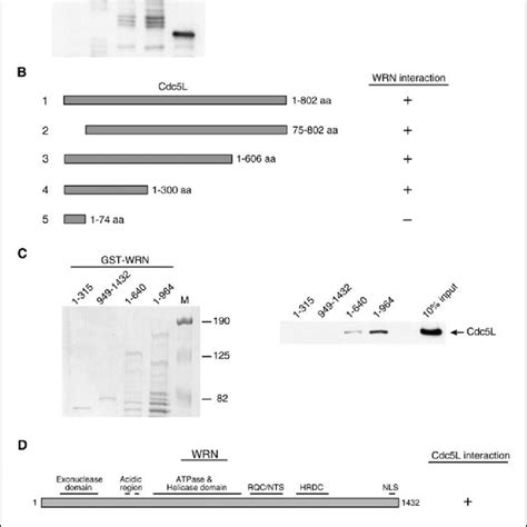 Mapping Of The Domains That Mediate The Interaction Between Wrn And Download Scientific Diagram