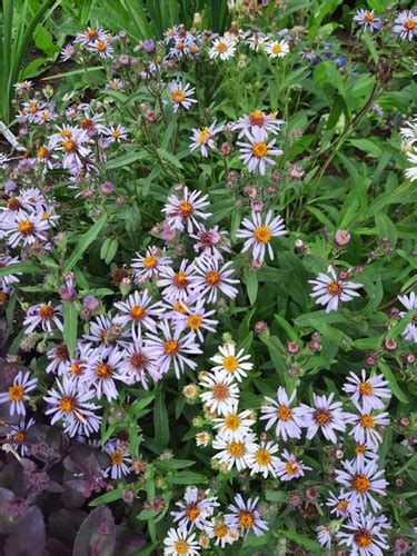 Aster Savatieri Nipponi Aster Lepiku Mardi Talu