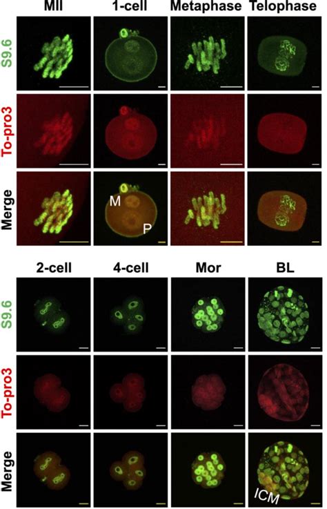 r loops persist through the pre implantation stage embryo