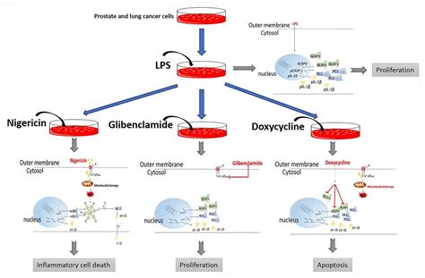 Doxycycline Definition Mechanism Of Action And Applications BOC Sciences