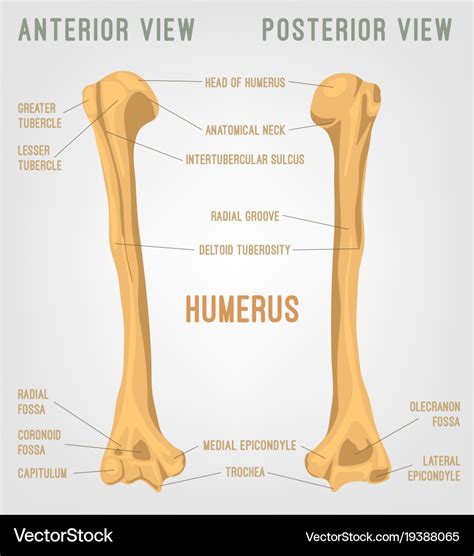 Humerus Diagram Quiz Medicalgraphics Drawing Bones Of Arm Lateral