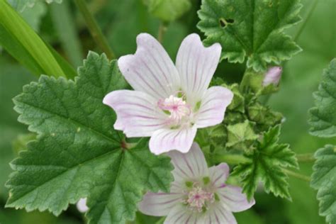 Malva Neglecta